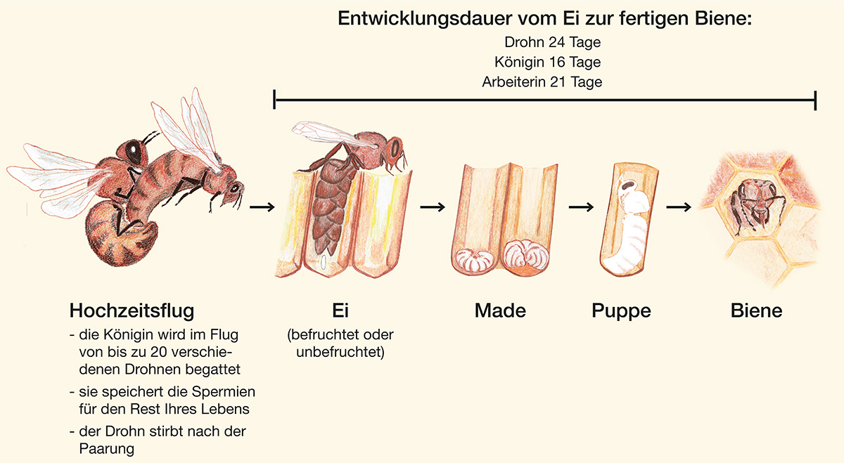 Wunderbar Wie Vermehren Sich Bienen Bilder